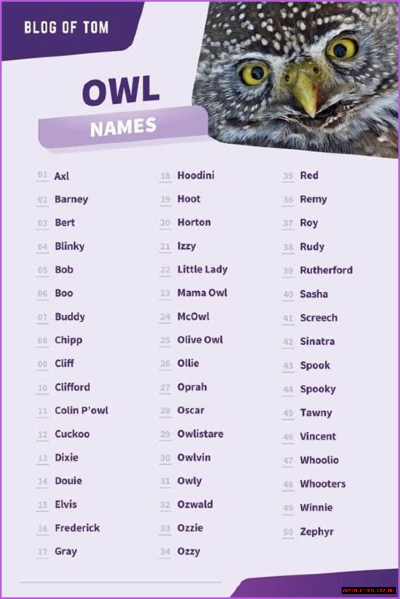 The Ultimate Guide To Owl Names: Discover The Perfect Name For Your ...